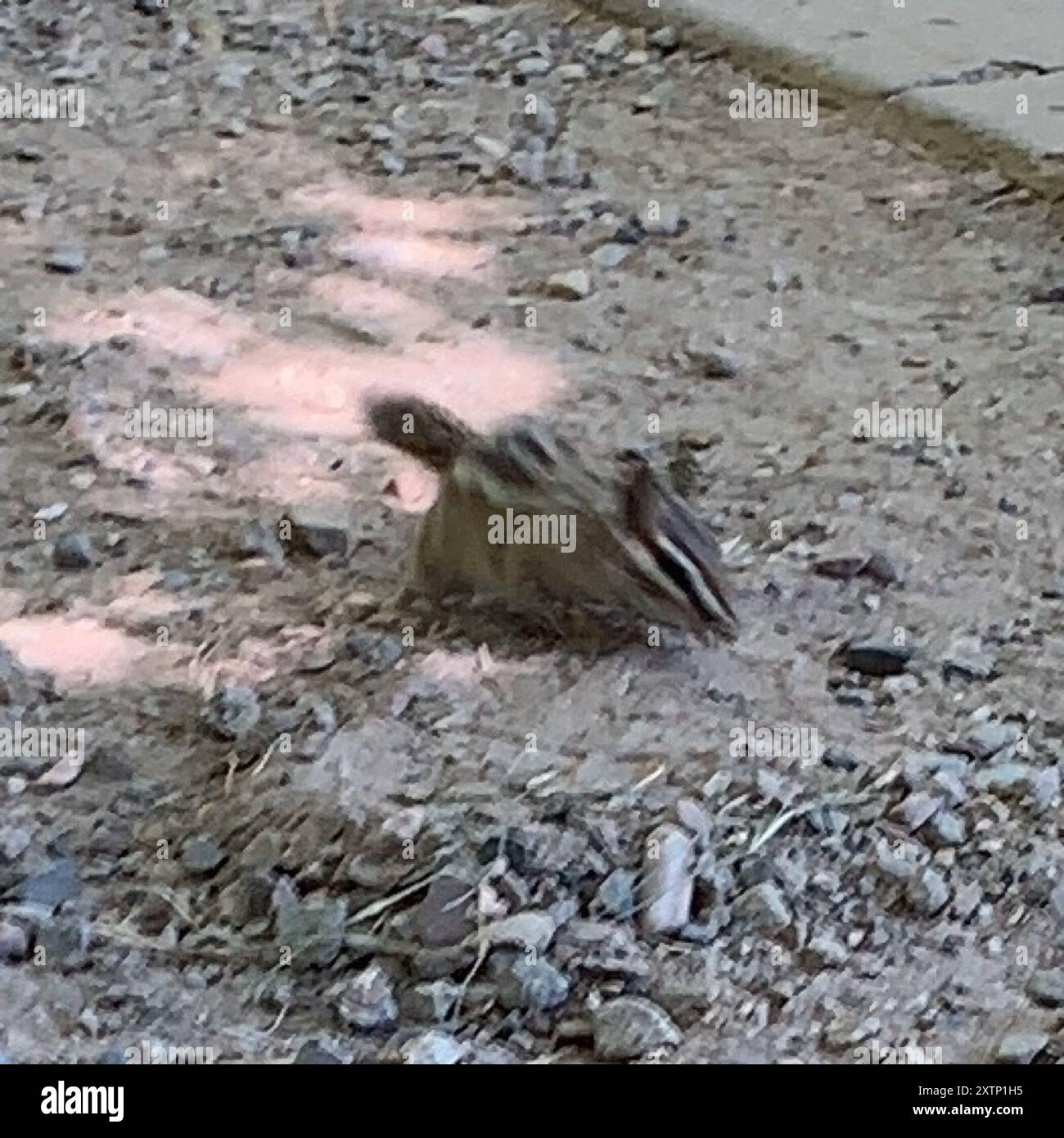 Western Chipmunks (Neotamias) Mammalia Stock Photo - Alamy
