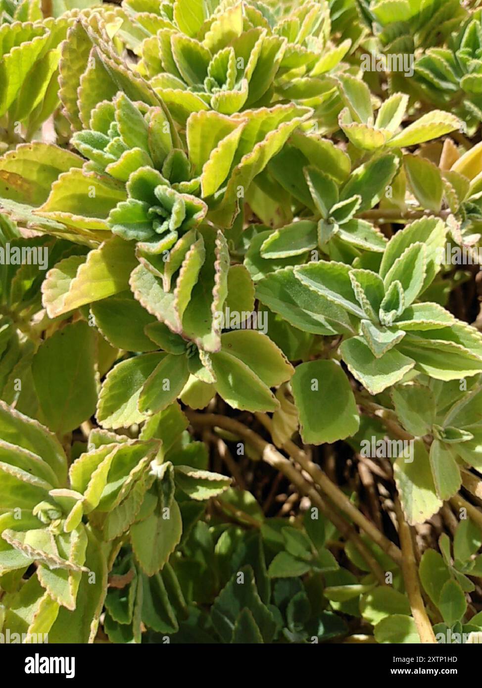 Indian Borage (Coleus amboinicus) Plantae Stock Photo - Alamy