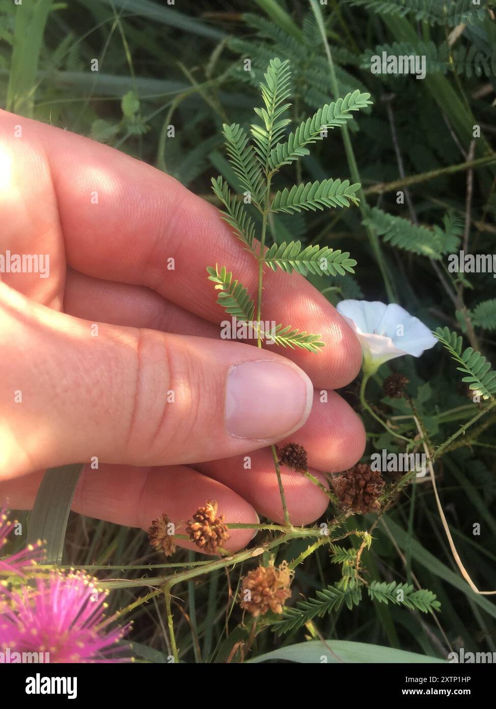 Catclaw Briar (Mimosa nuttallii) Plantae Stock Photo - Alamy