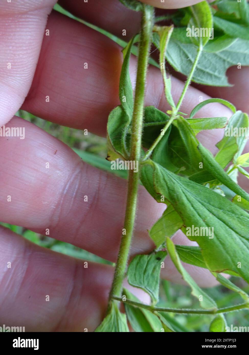 Hairy St John's-wort (Hypericum hirsutum) Plantae Stock Photo - Alamy