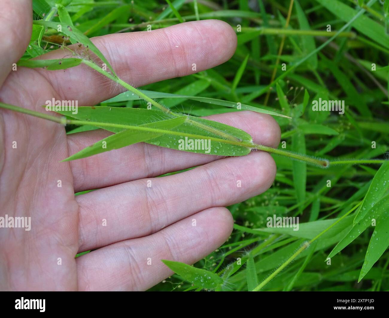 old field panic grass (Dichanthelium implicatum) Plantae Stock Photo ...