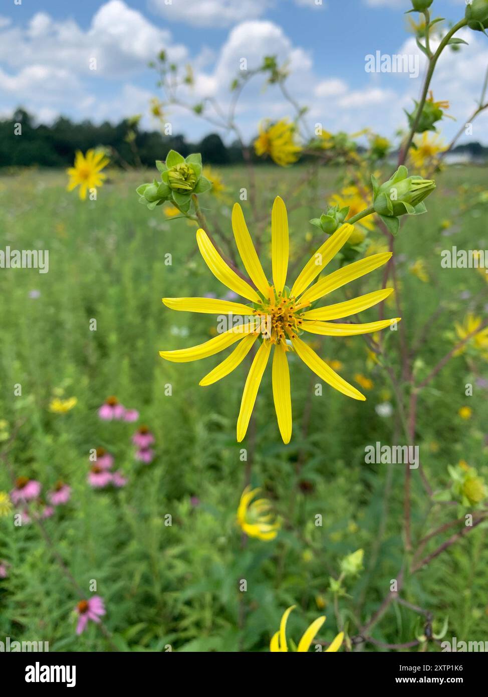 Rosinweeds (Silphium) Plantae Stock Photo - Alamy