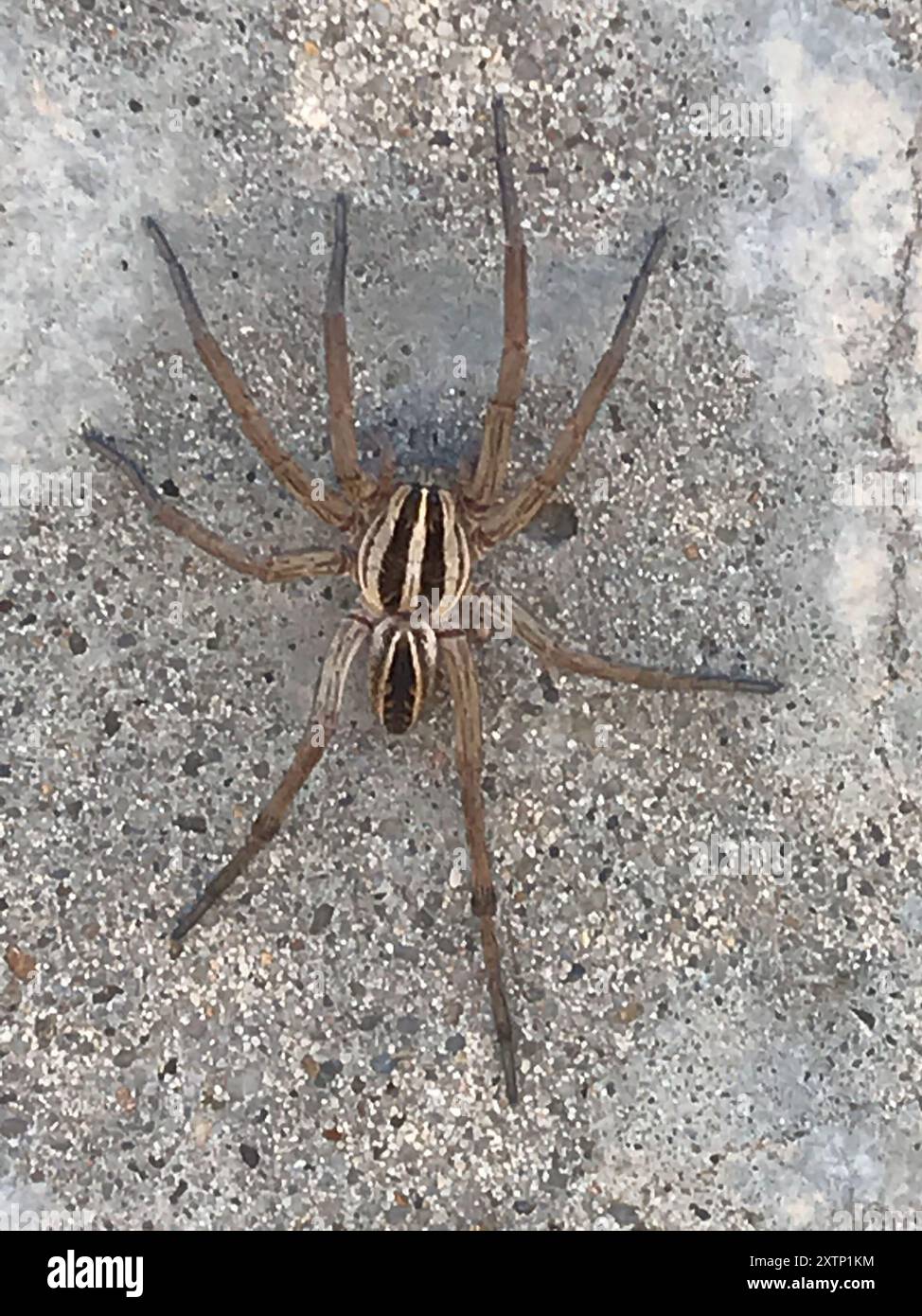 Rabid Wolf Spider (Rabidosa rabida) Arachnida Stock Photo - Alamy