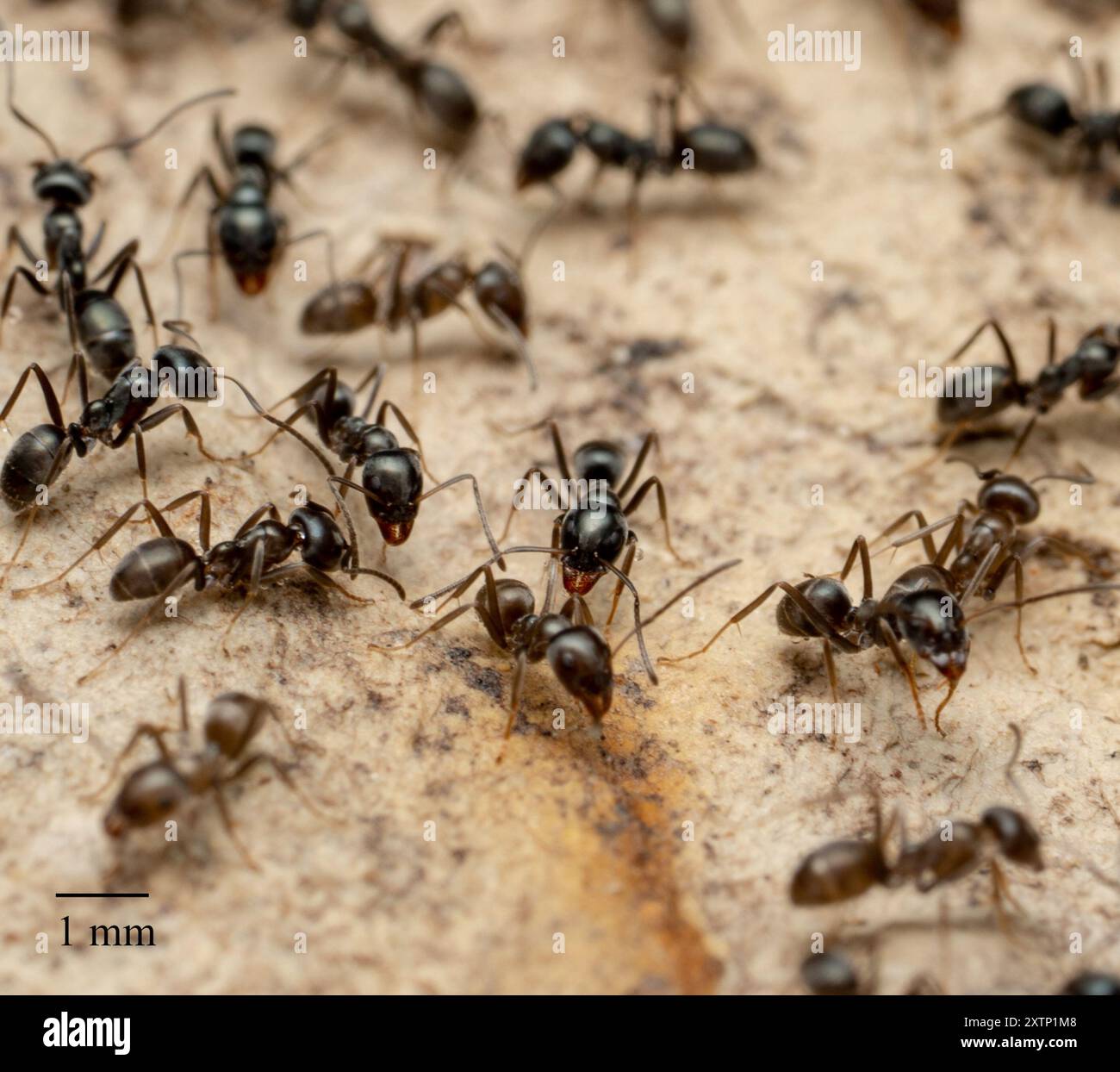 Rainbow, Tyrant, and Meat Ants (Iridomyrmex) Insecta Stock Photo - Alamy
