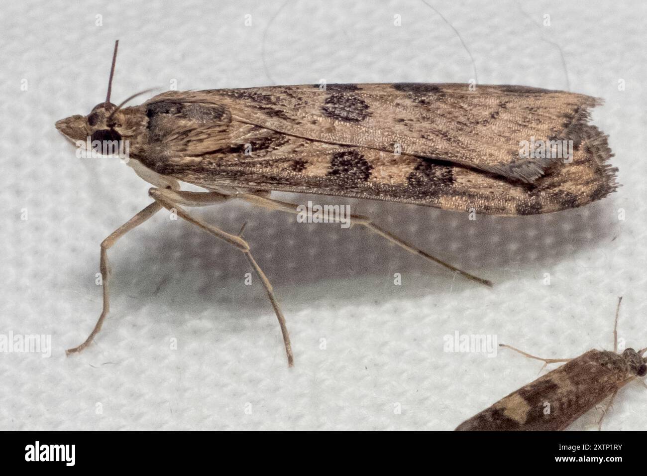 Lucerne Moth (Nomophila nearctica) Insecta Stock Photo - Alamy