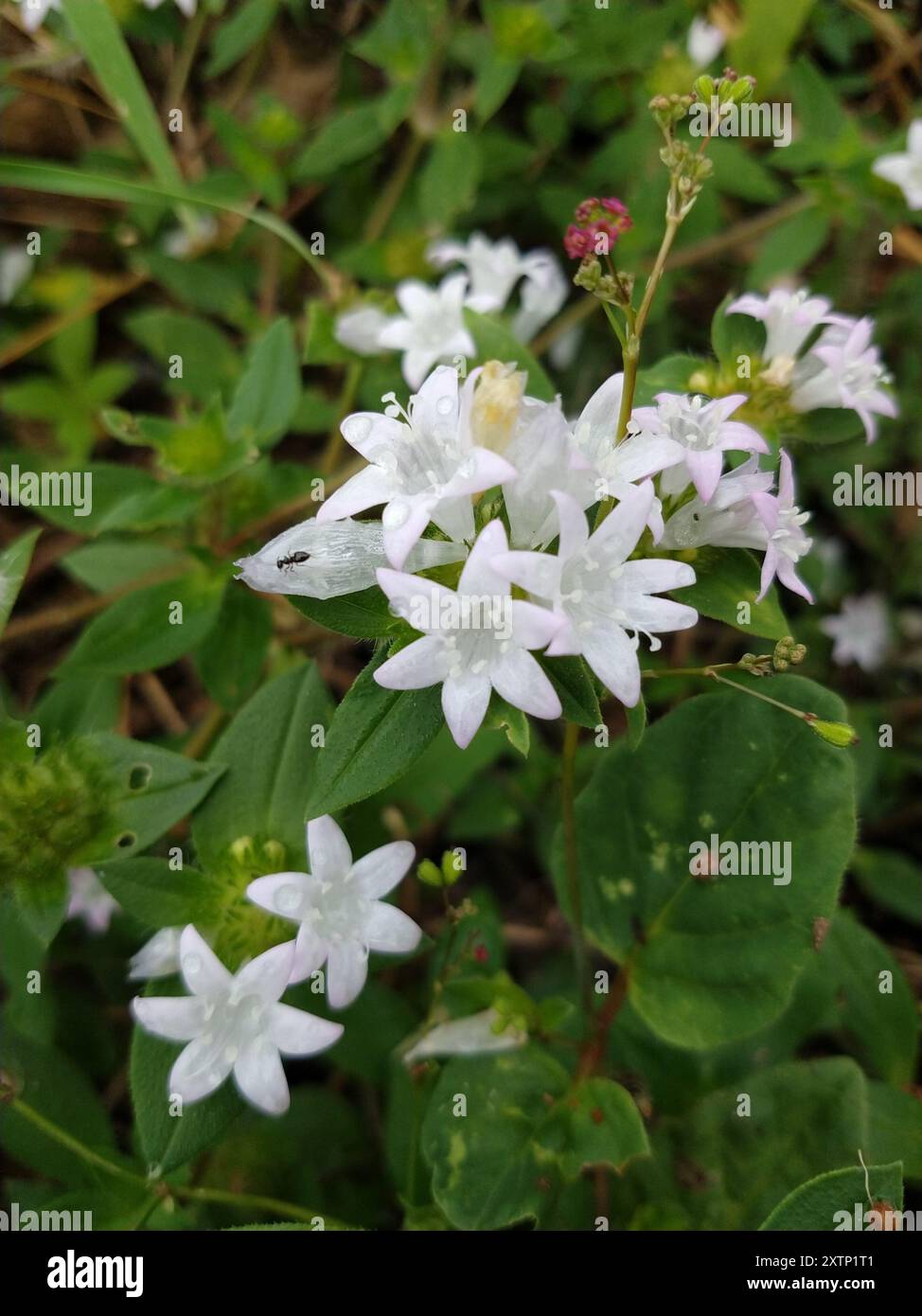 largeflower Mexican clover (Richardia grandiflora) Plantae Stock Photo ...