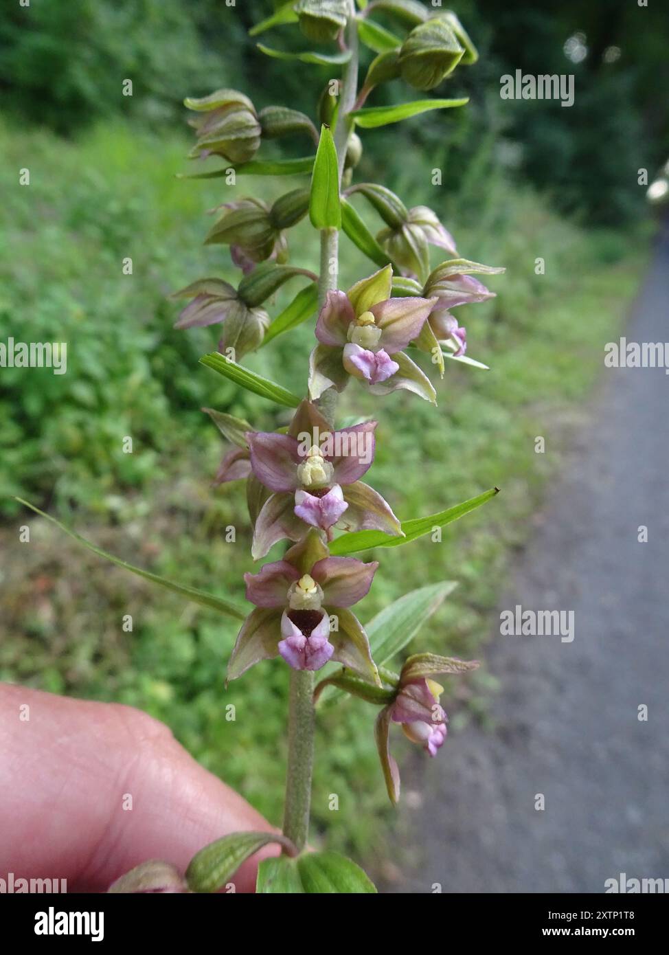 Broad-leaved helleborine (Epipactis helleborine) Plantae Stock Photo ...