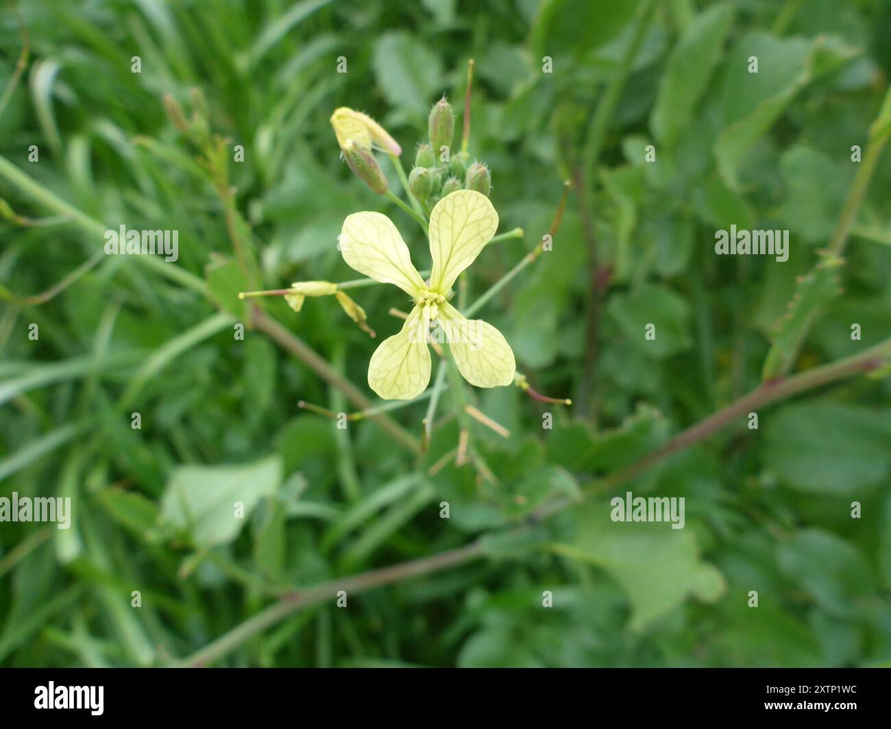 Jointed Charlock (Raphanus raphanistrum) Plantae Stock Photo - Alamy