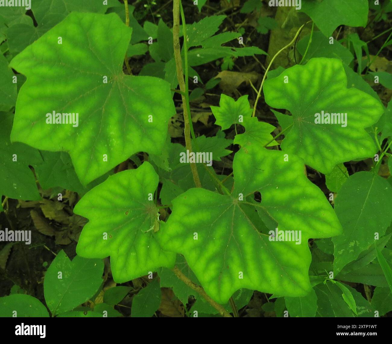moonseed (Menispermum canadense) Plantae Stock Photo - Alamy
