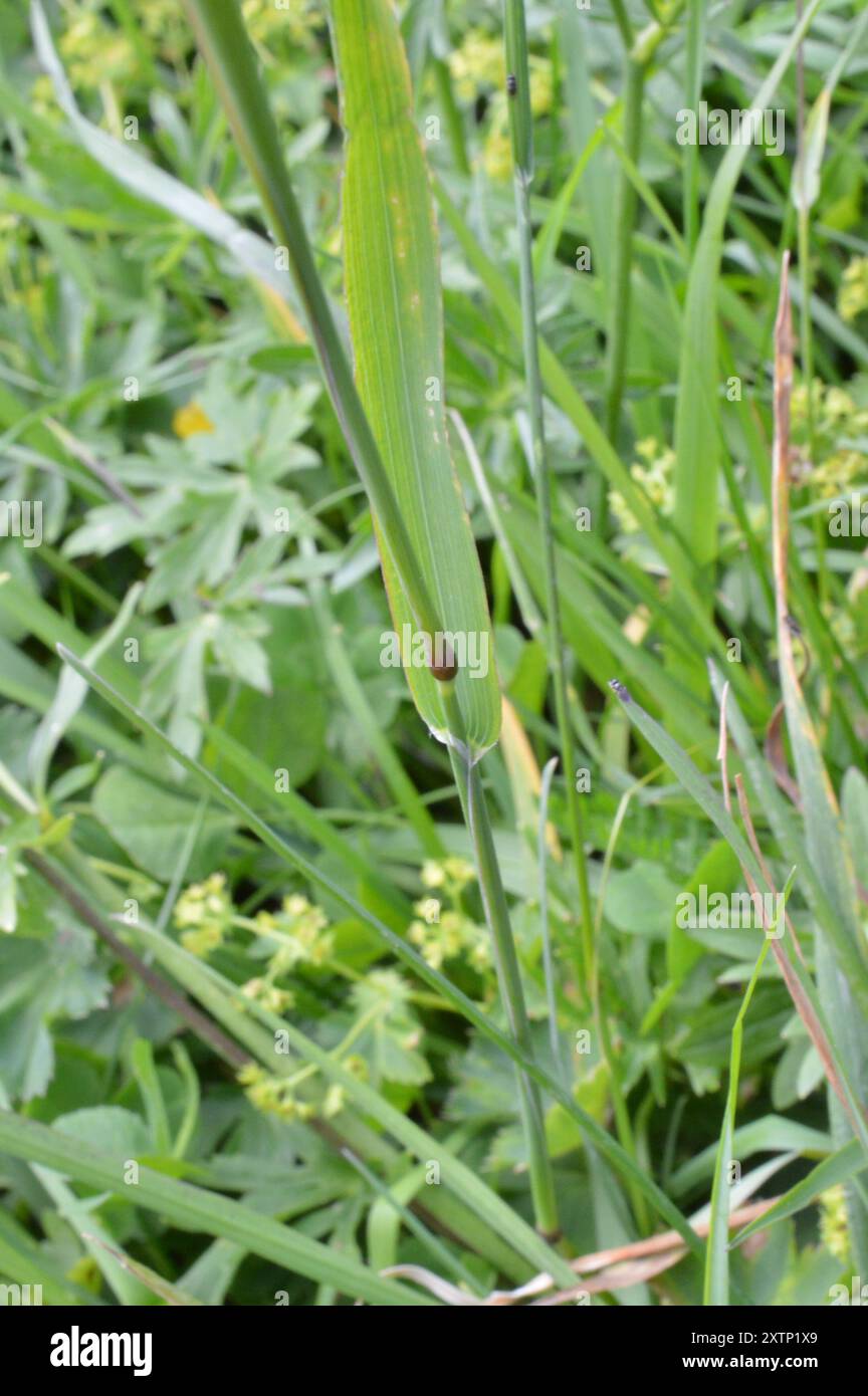 Alpine Timothy (Phleum alpinum) Plantae Stock Photo - Alamy