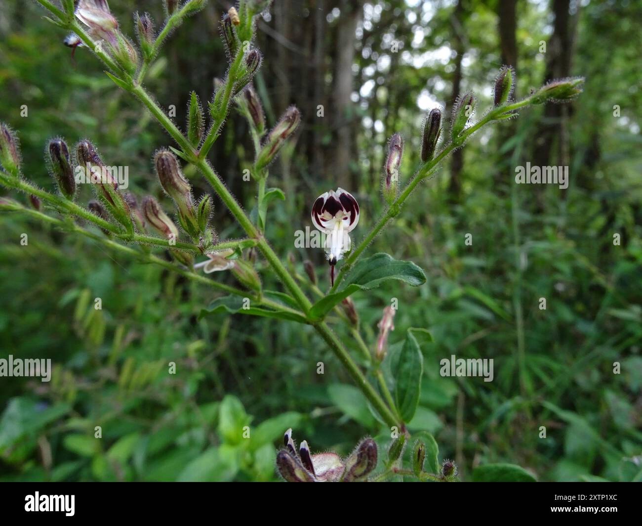Green Chiretta (Andrographis paniculata) Plantae Stock Photo - Alamy