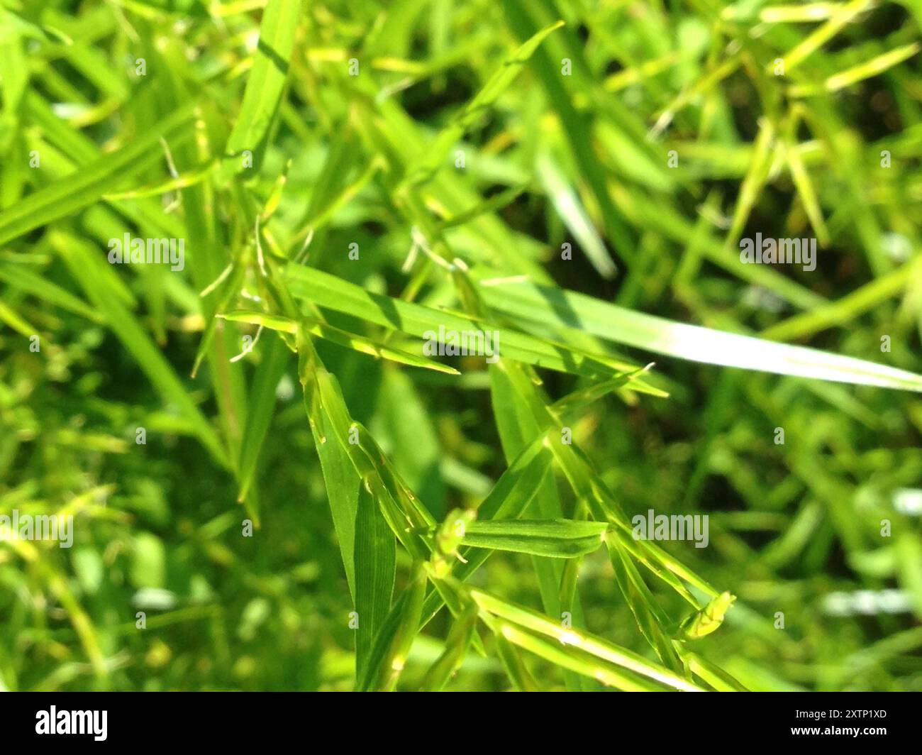 Three-way Sedge (Dulichium arundinaceum) Plantae Stock Photo - Alamy