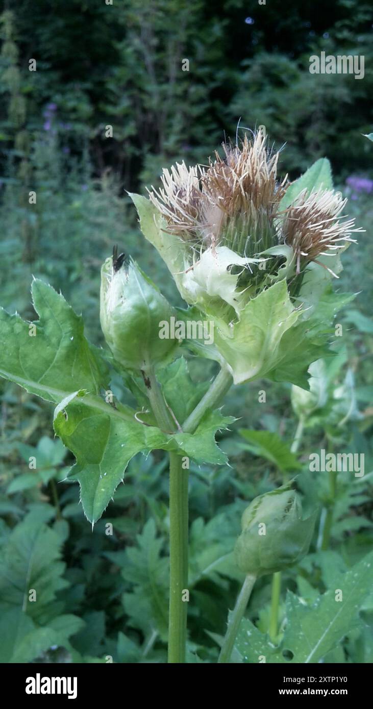 Cabbage Thistle (Cirsium oleraceum) Plantae Stock Photo - Alamy