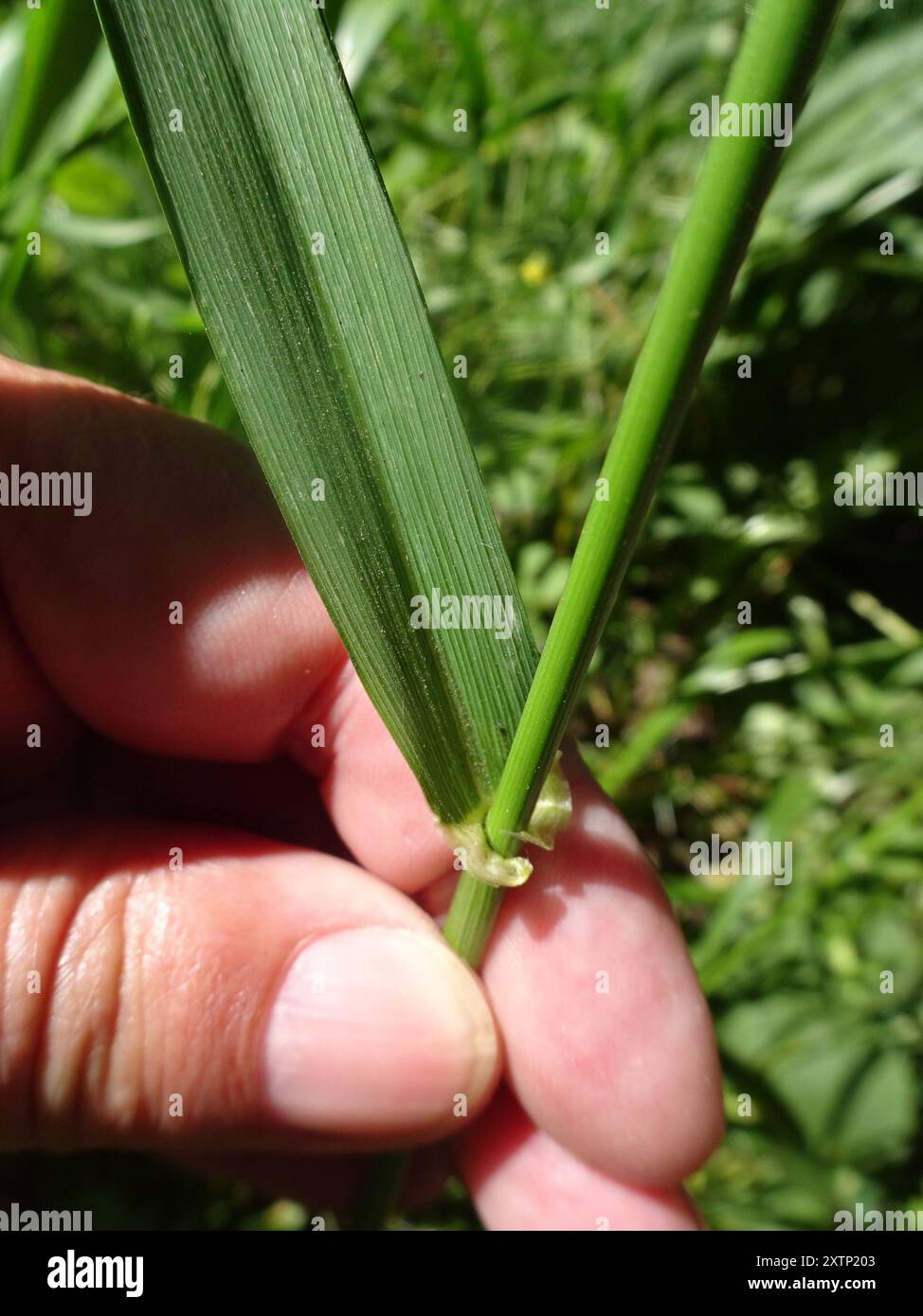 Giant Fescue (Lolium giganteum) Plantae Stock Photo - Alamy