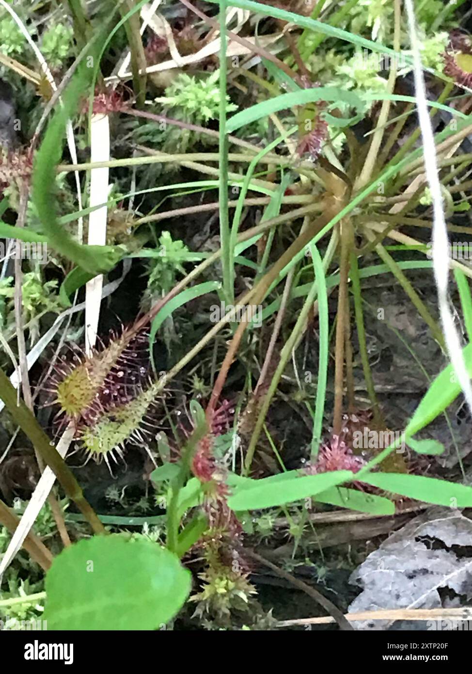spoonleaf sundew (Drosera intermedia) Plantae Stock Photo - Alamy