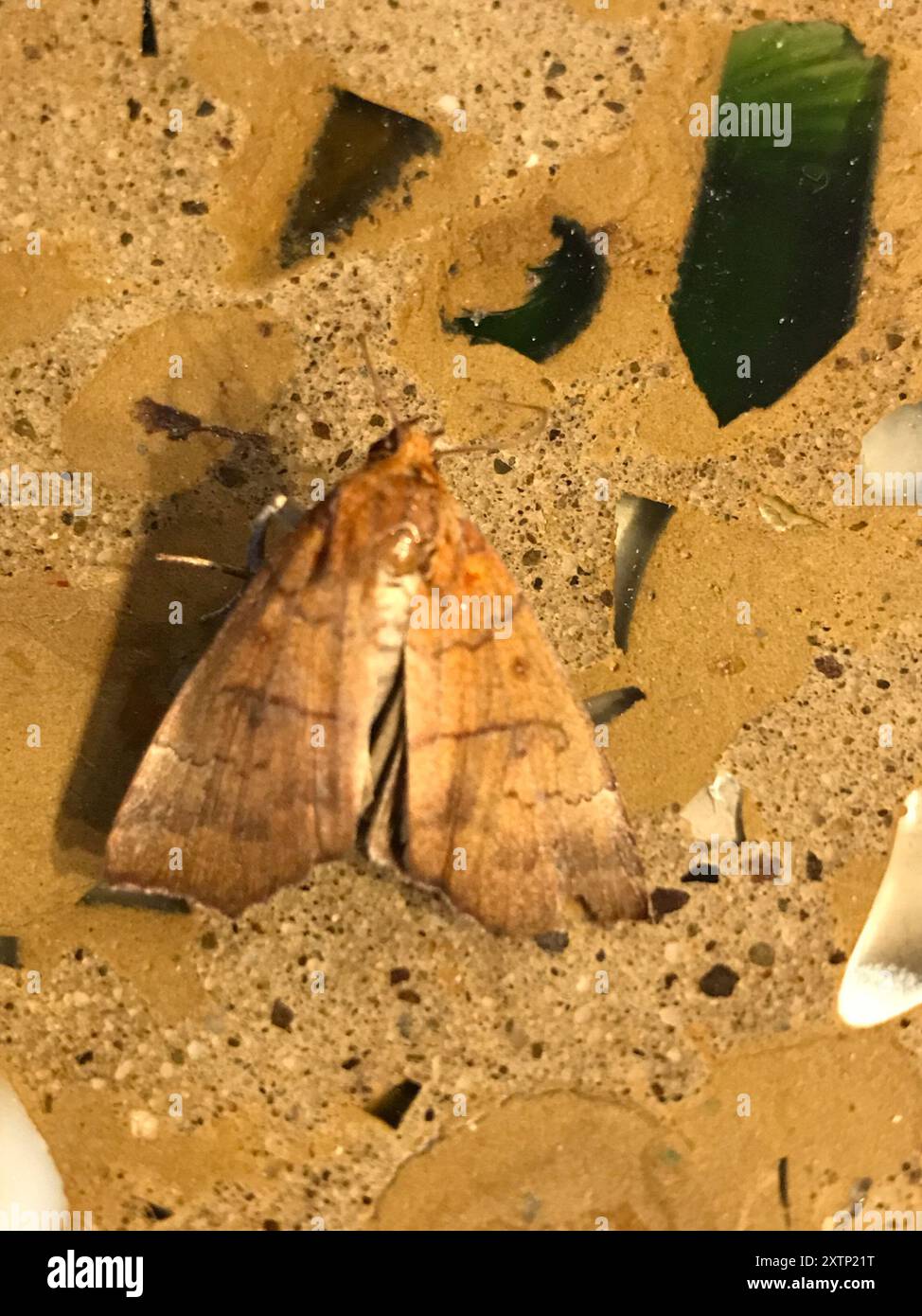 Hibiscus Leaf Caterpillar Moth (Rusicada privata) Insecta Stock Photo ...