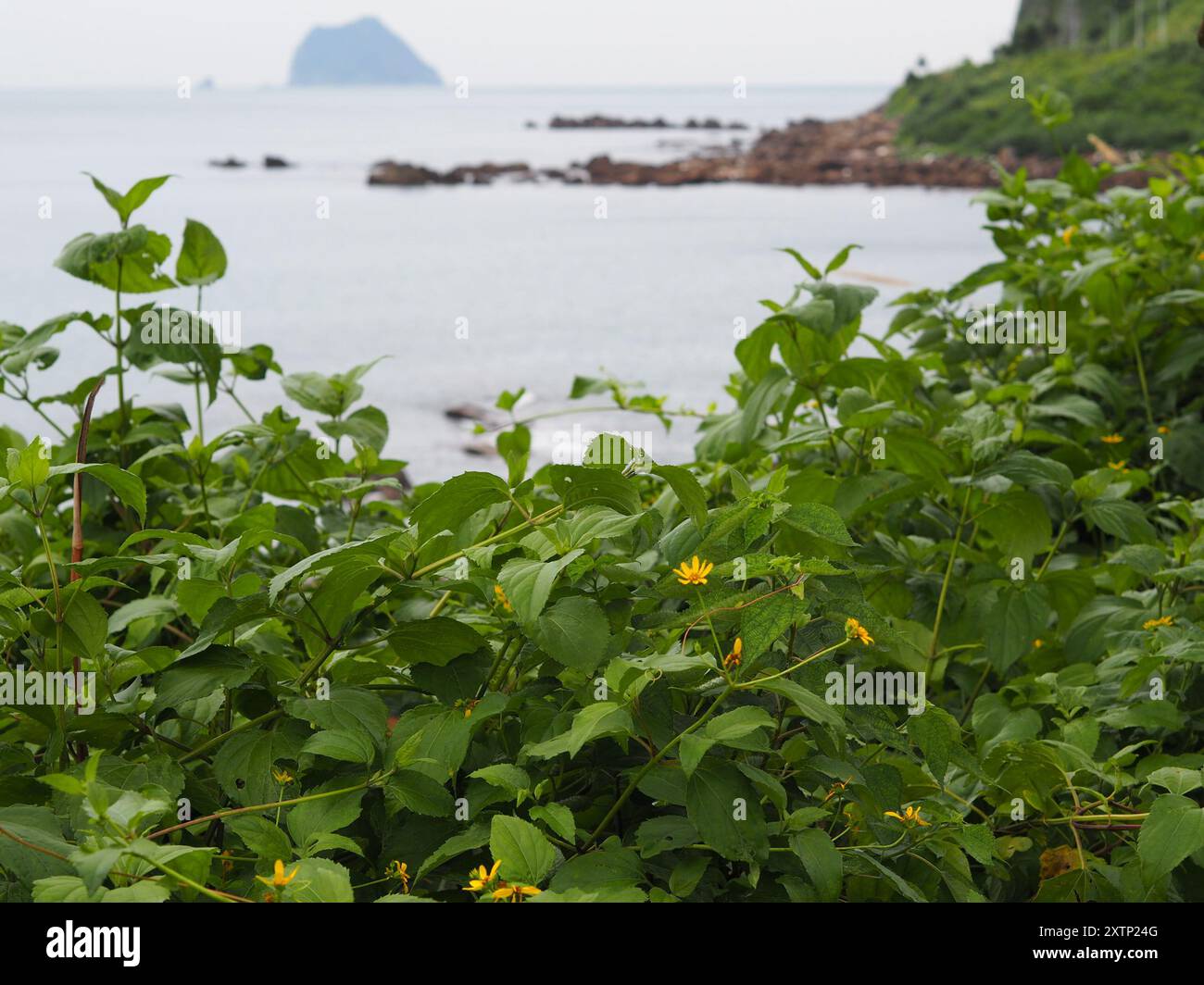 sea daisy (Wollastonia biflora) Plantae Stock Photo - Alamy