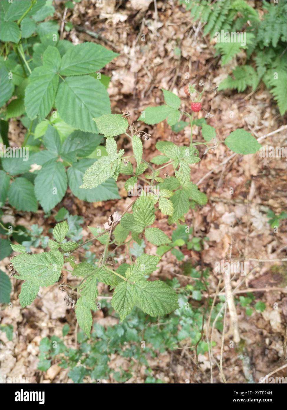 red raspberry (Rubus idaeus) Plantae Stock Photo - Alamy
