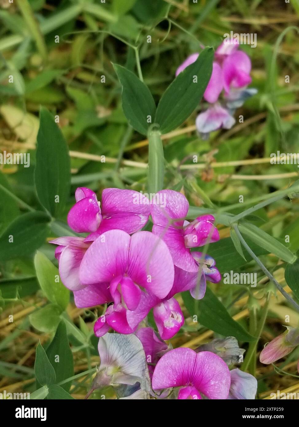 broad-leaved sweet pea (Lathyrus latifolius) Plantae Stock Photo - Alamy
