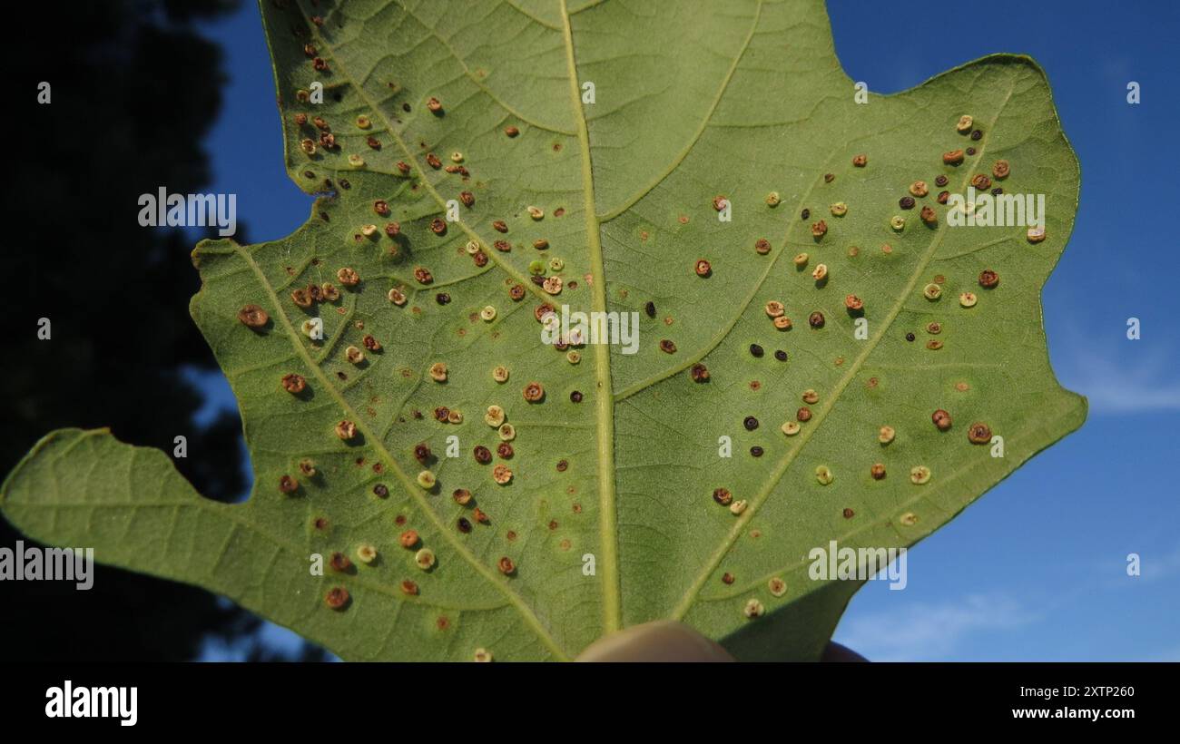 Jumping Gall Wasp (Neuroterus saltarius) Insecta Stock Photo - Alamy