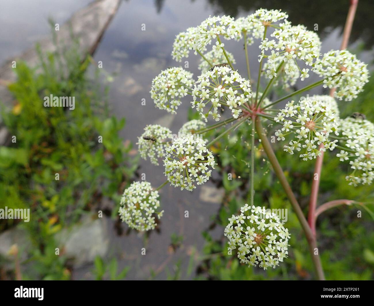 Western Water Hemlock (Cicuta douglasii) Plantae Stock Photo - Alamy