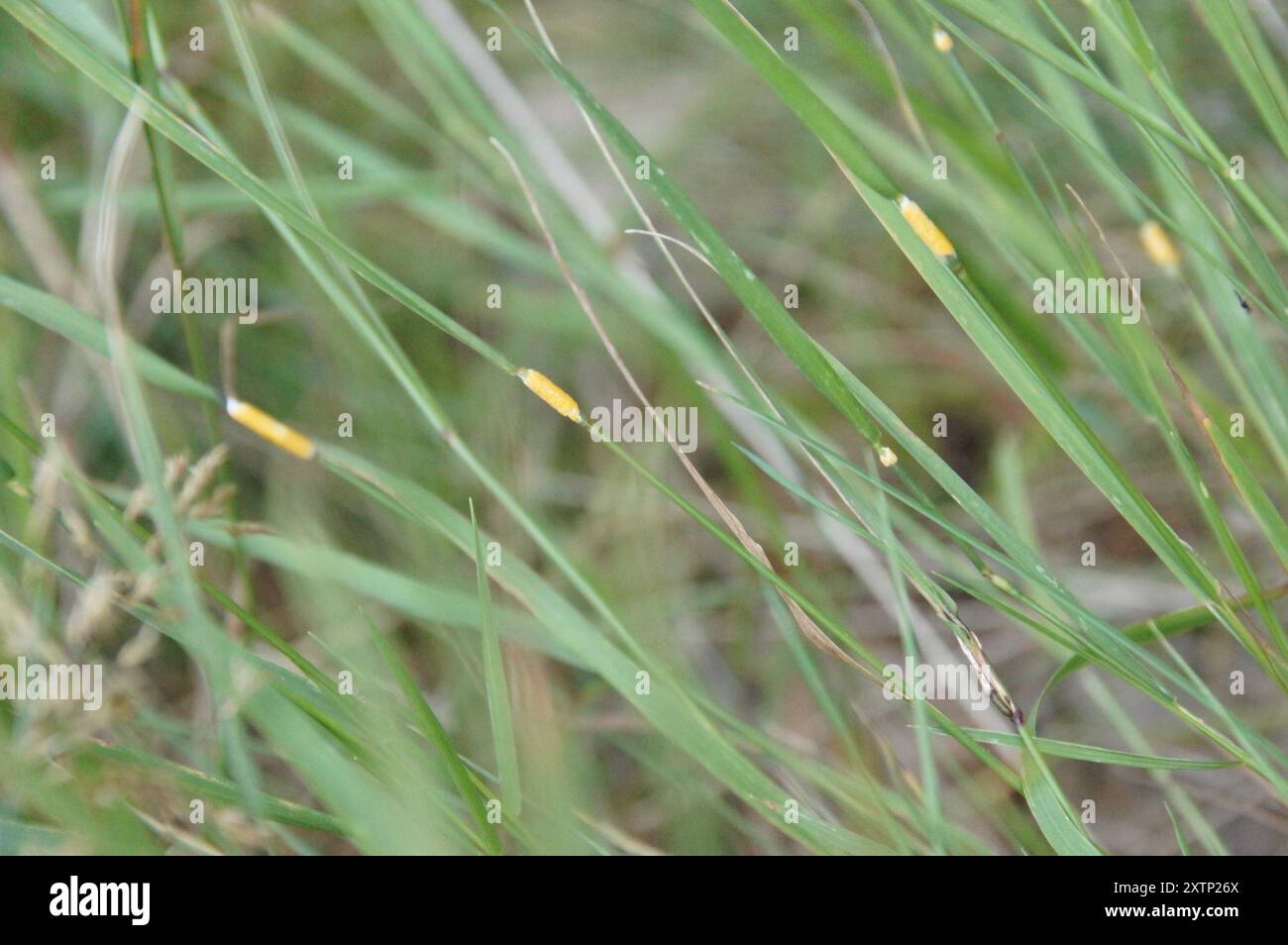 Epichloe hi-res stock photography and images - Alamy