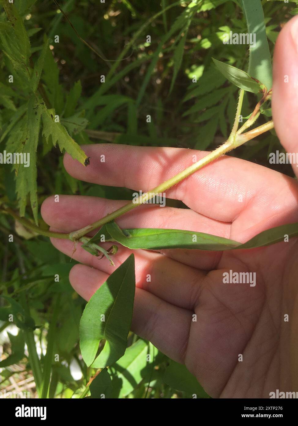 arrow-leaved tearthumb (Persicaria sagittata) Plantae Stock Photo - Alamy