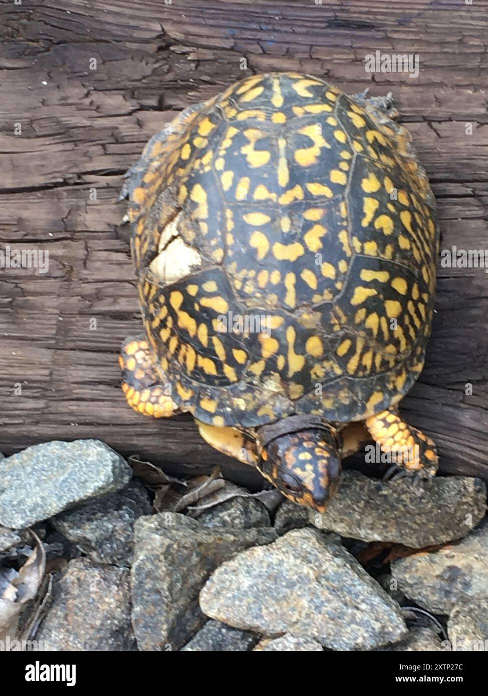 Eastern Box Turtle (Terrapene carolina carolina) Reptilia Stock Photo ...