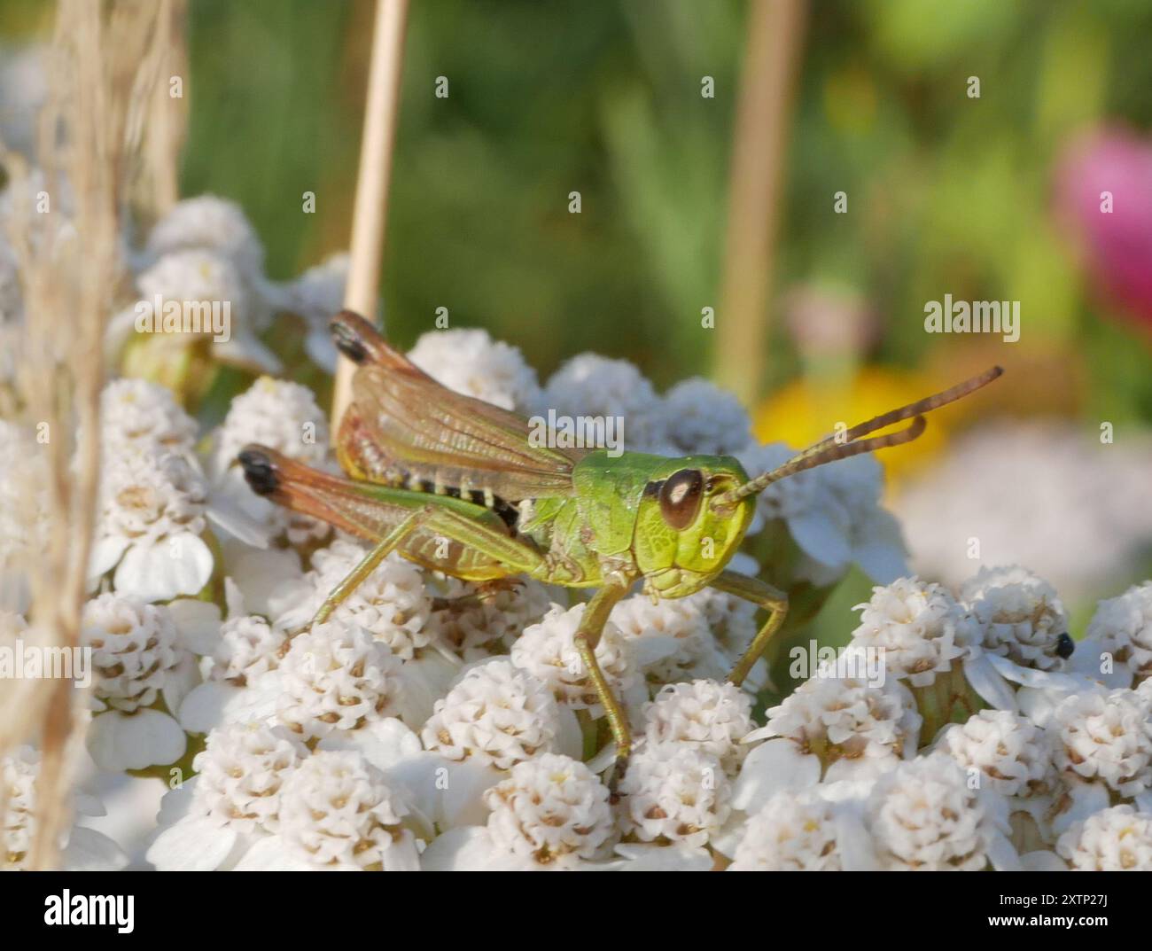 Meadow Grasshopper (Pseudochorthippus parallelus) Insecta Stock Photo ...