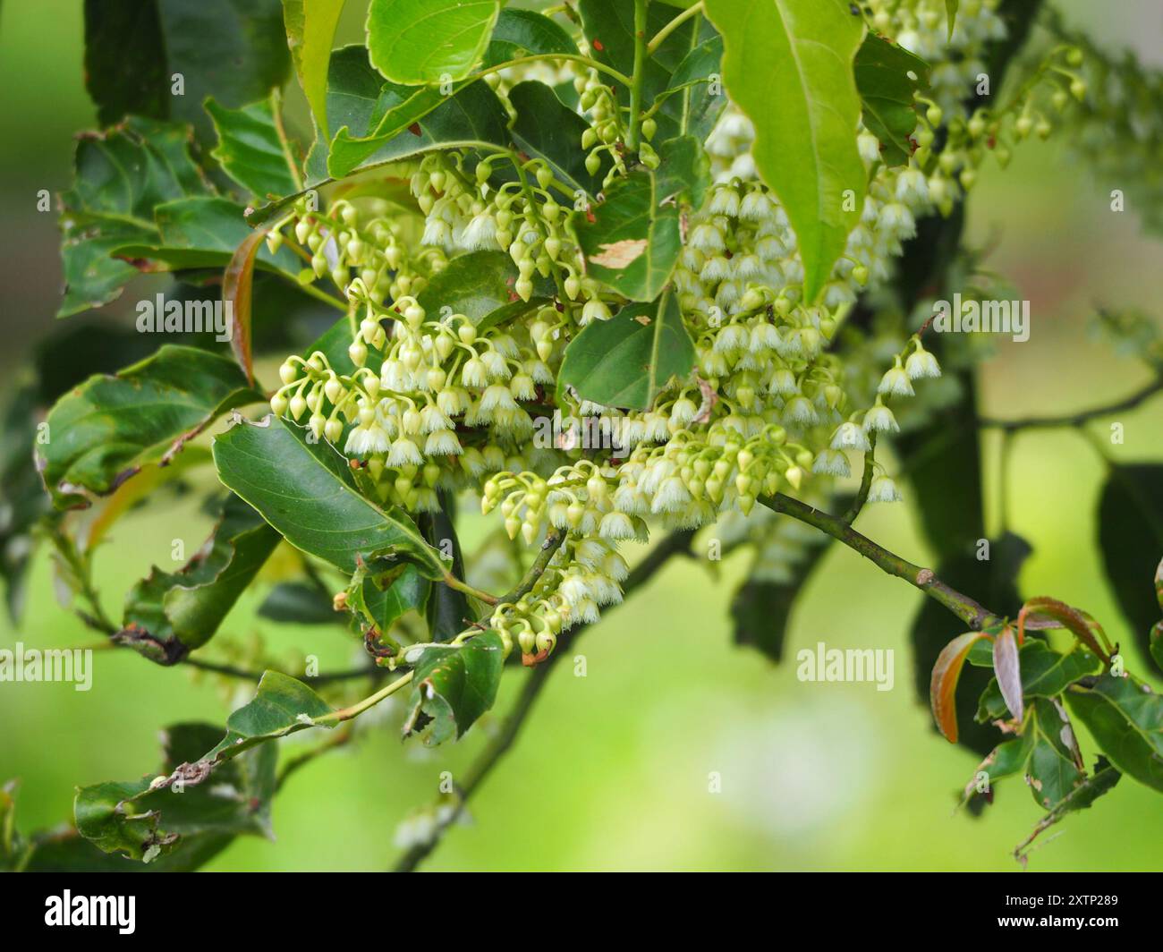 Ceylon olive (Elaeocarpus serratus) Plantae Stock Photo - Alamy