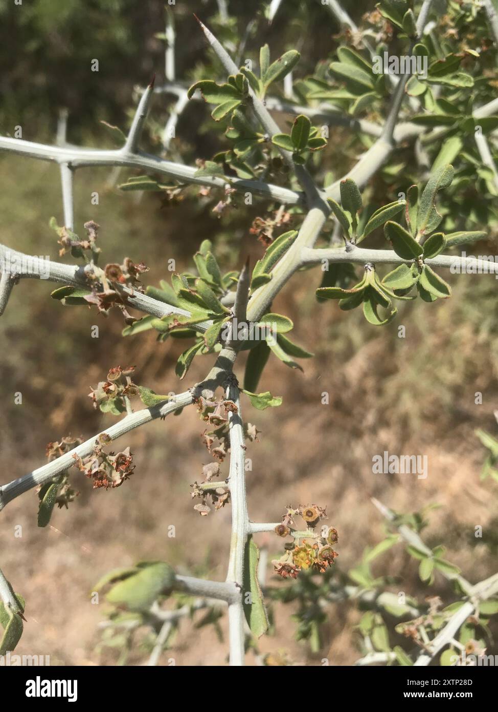 lotebush (Condaliopsis obtusifolia) Plantae Stock Photo - Alamy