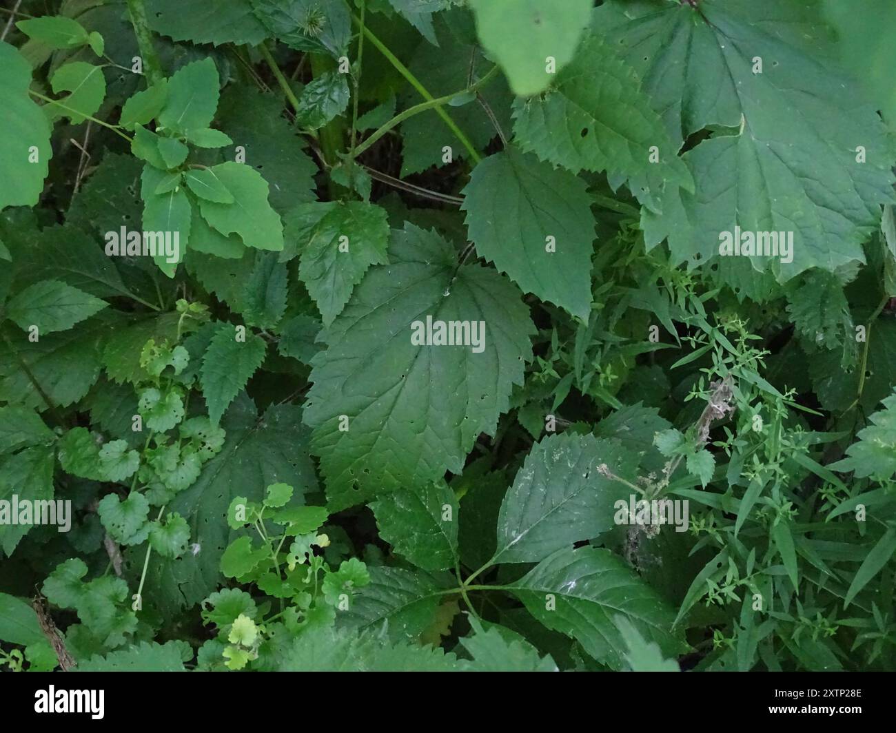 late figwort (Scrophularia marilandica) Plantae Stock Photo - Alamy