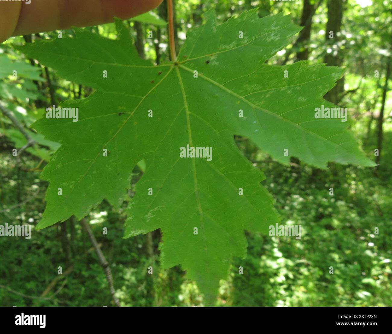 silver maple (Acer saccharinum) Plantae Stock Photo - Alamy