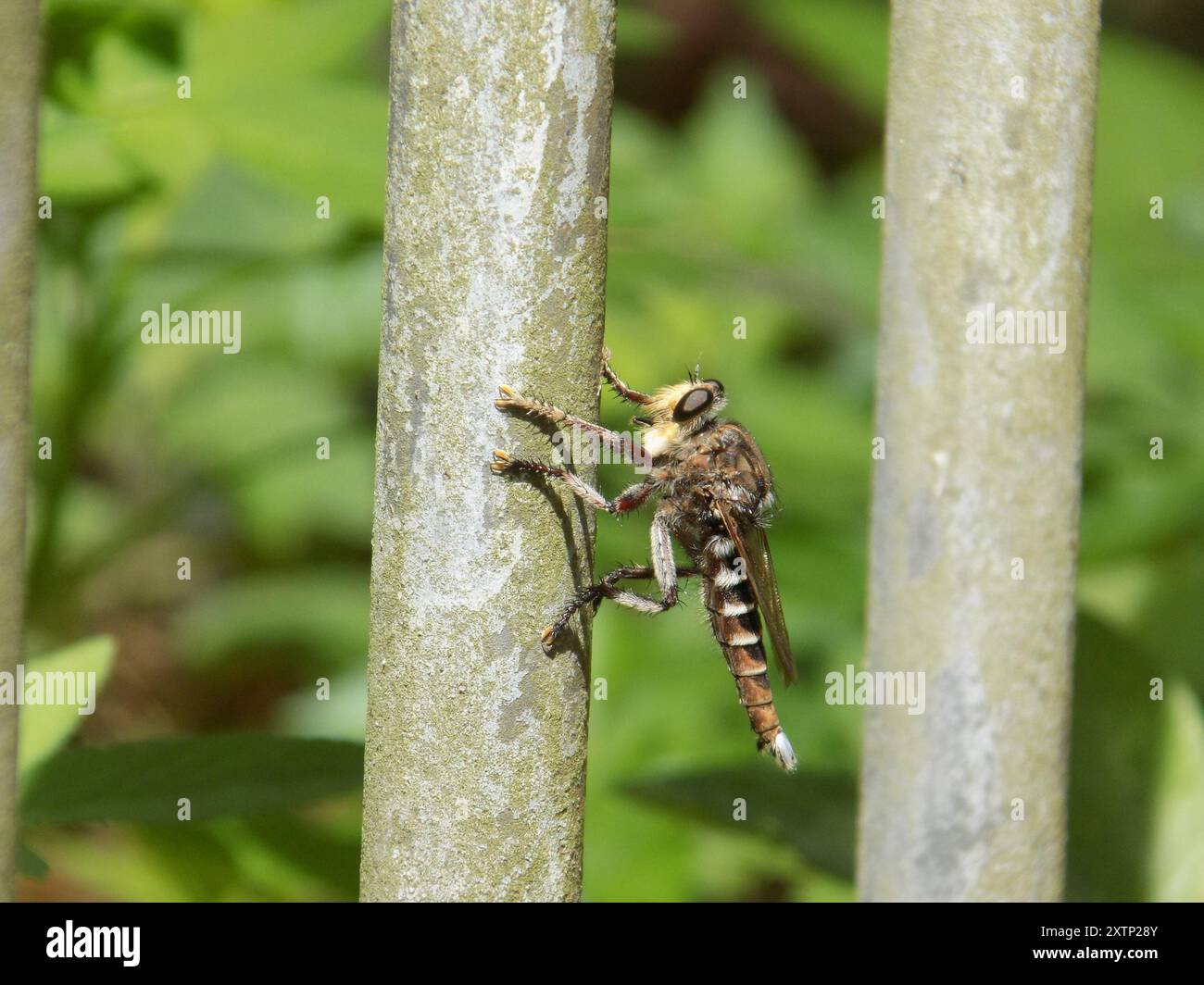 False bee killer hi-res stock photography and images - Alamy