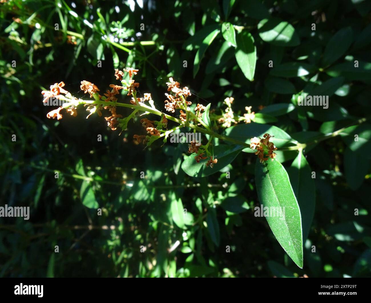 Common Privet (Ligustrum vulgare) Plantae Stock Photo - Alamy