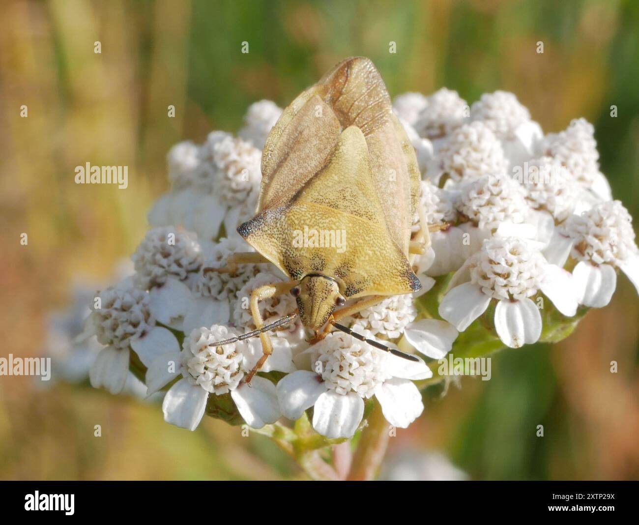 northern fruit bug (Carpocoris fuscispinus) Insecta Stock Photo - Alamy