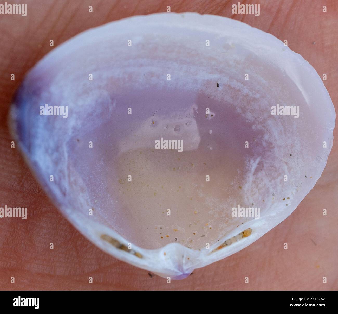 (Mactra australis) Mollusca Stock Photo - Alamy