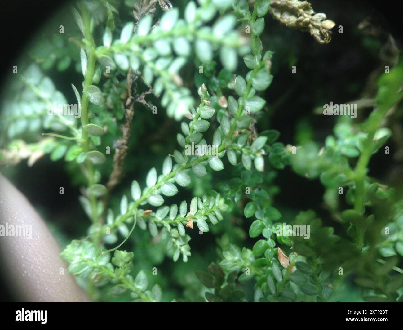 spikemosses (Selaginella) Plantae Stock Photo - Alamy