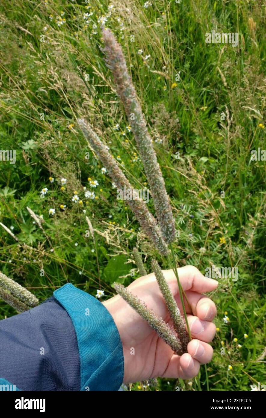 Timothy grass (Phleum pratense) Plantae Stock Photo - Alamy