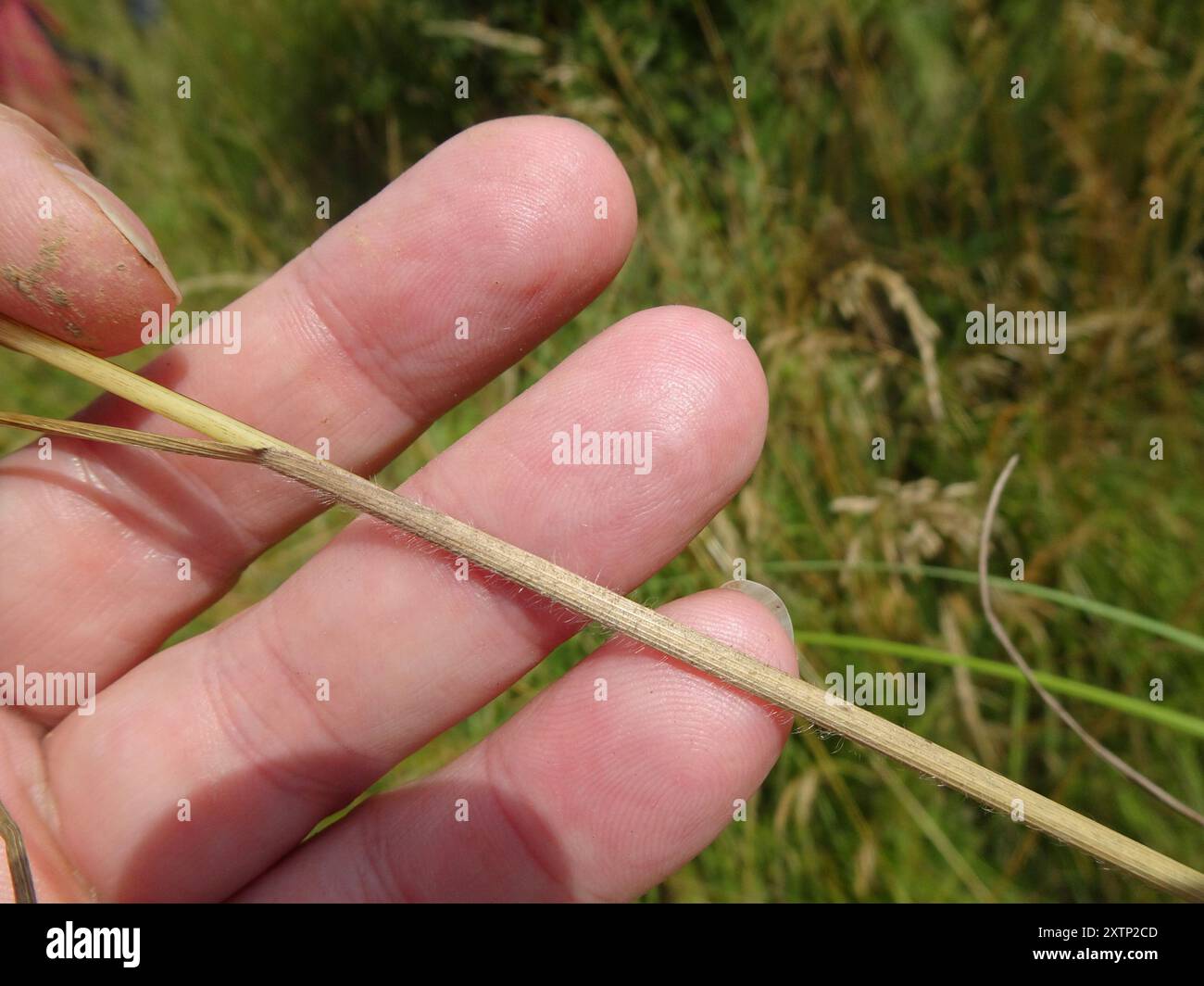 Upright Brome (Bromus erectus) Plantae Stock Photo - Alamy