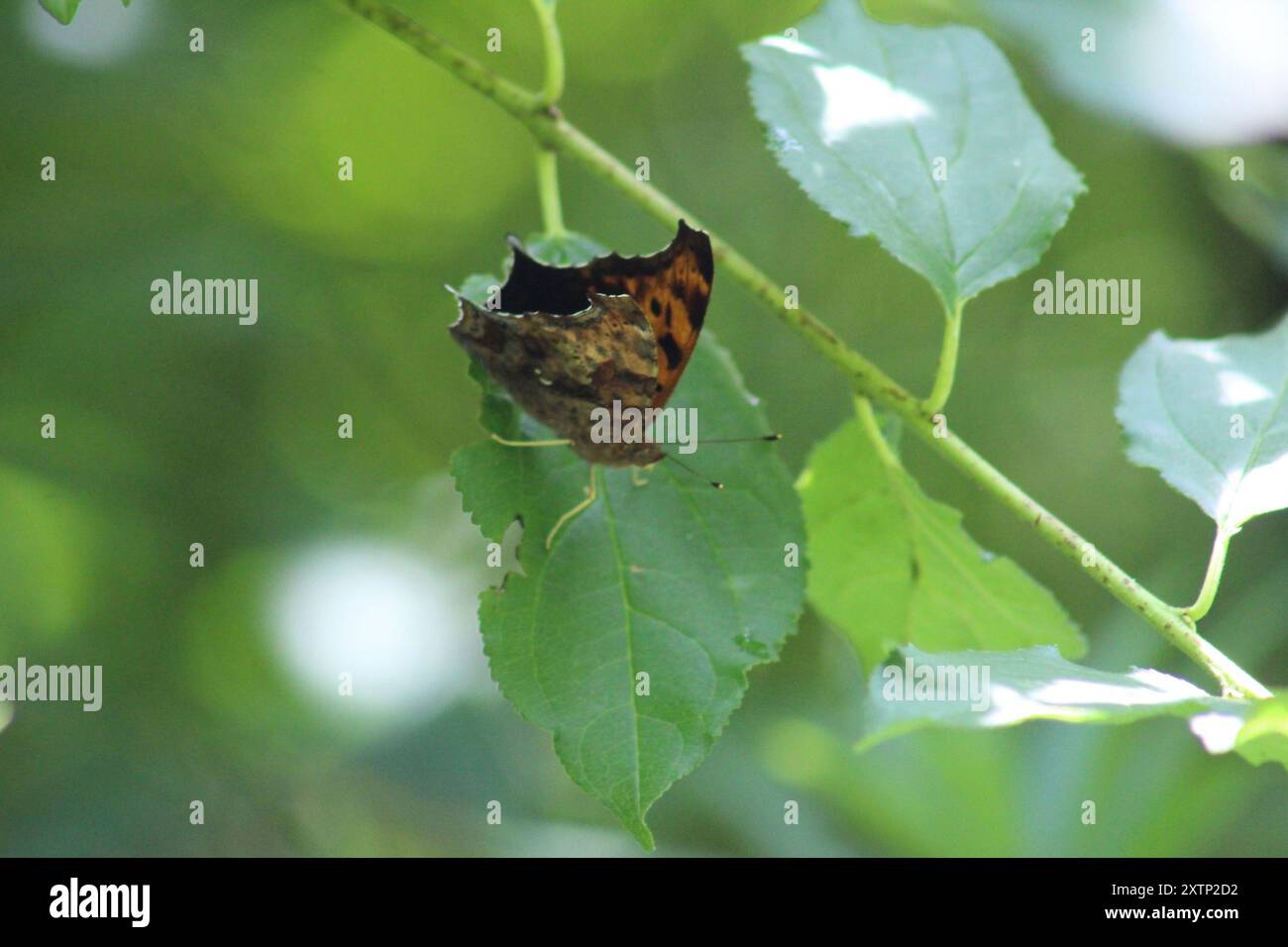 Question Mark (Polygonia interrogationis) Insecta Stock Photo - Alamy