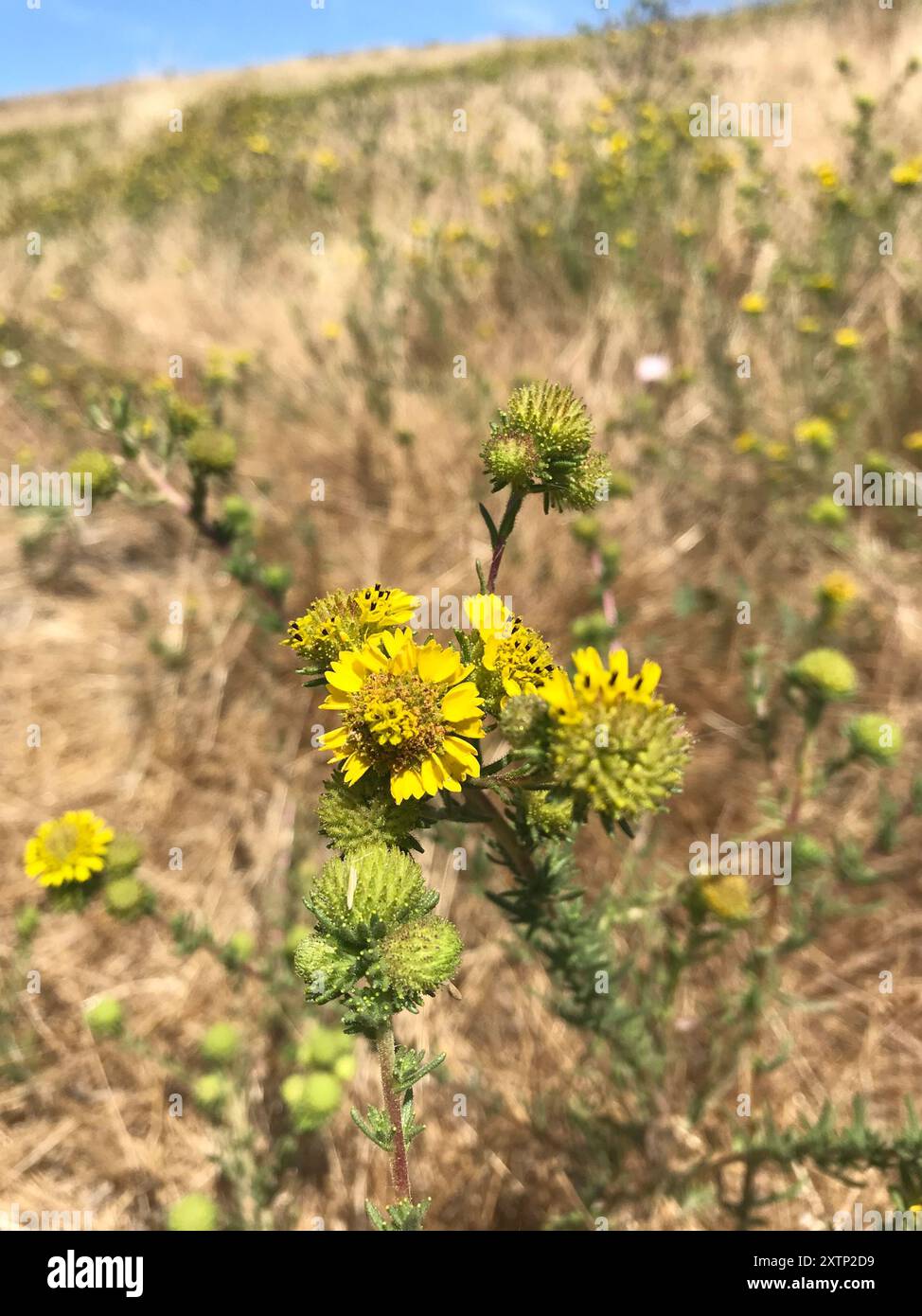 Santa Cruz tarplant (Holocarpha macradenia) Plantae Stock Photo - Alamy