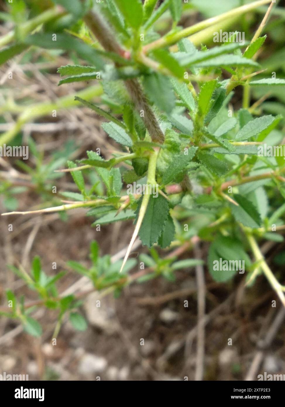 Spiny restharrow (Ononis spinosa) Plantae Stock Photo - Alamy