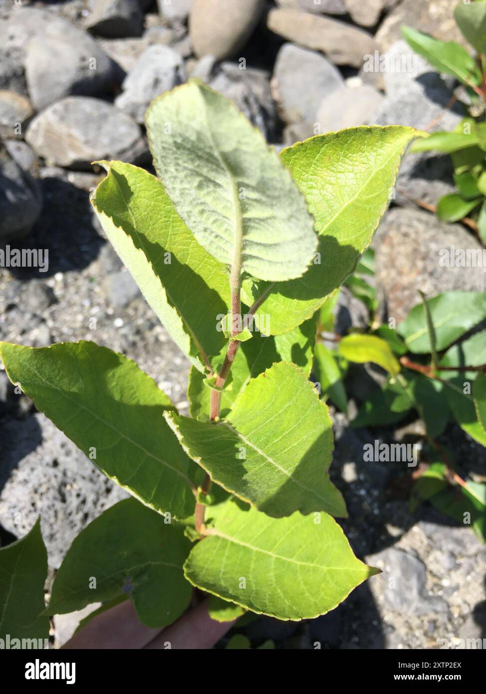 goat willow (Salix caprea) Plantae Stock Photo - Alamy