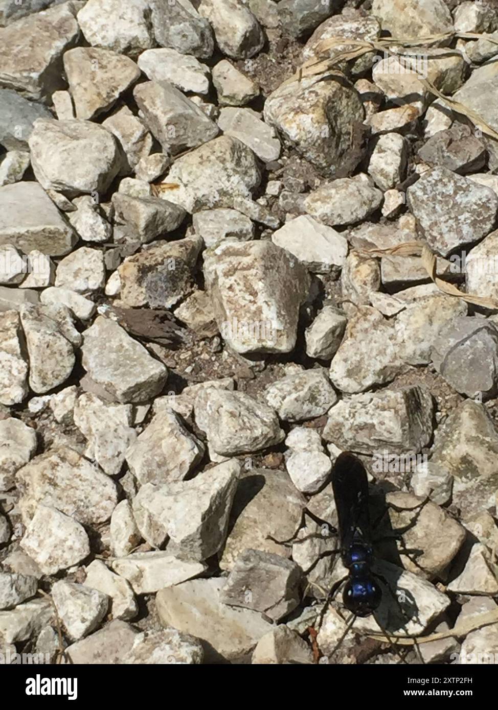 Steel-blue Cricket-hunter Wasp (Chlorion aerarium) Insecta Stock Photo ...