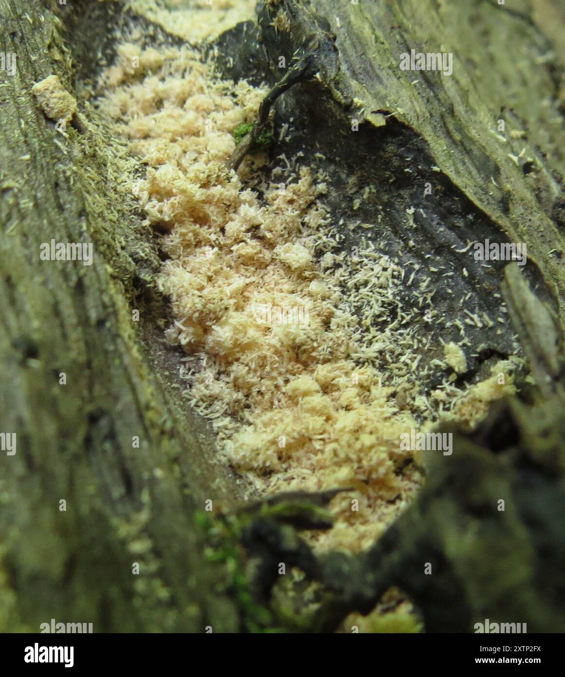 slime molds (Mycetozoa) Protozoa Stock Photo - Alamy