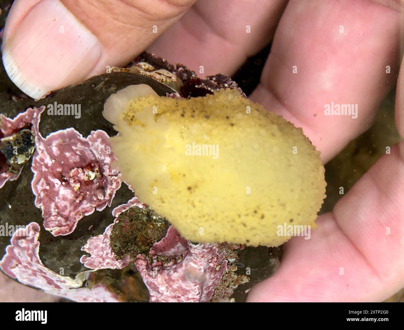 Monterey Dorid (Doris montereyensis) Mollusca Stock Photo - Alamy