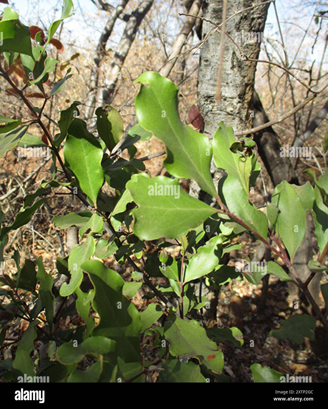 Magic Gwarrie (Euclea divinorum) Plantae Stock Photo - Alamy