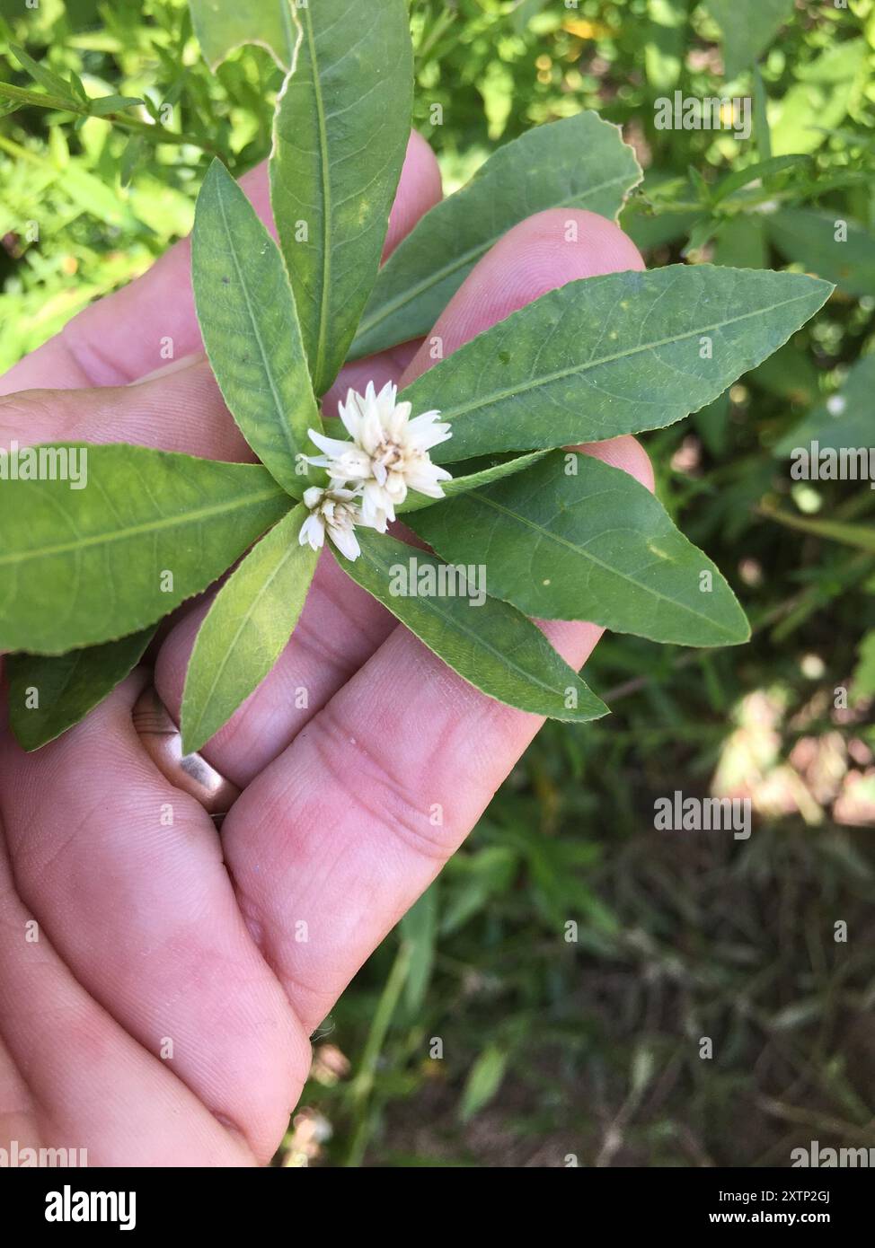 Alligatorweed (Alternanthera philoxeroides) Plantae Stock Photo - Alamy