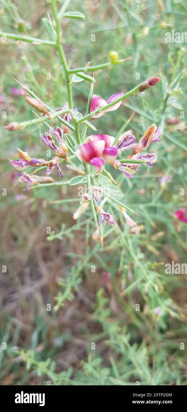 Alhagi graecorum hi-res stock photography and images - Alamy